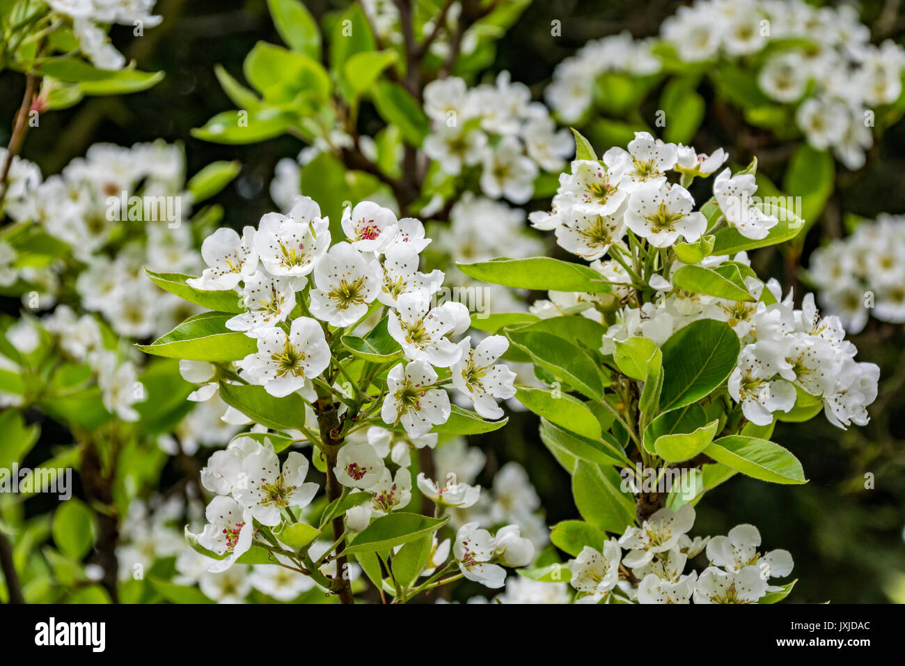 Pear tree spring hi-res stock photography and images - Alamy