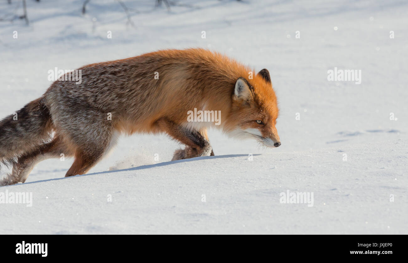 Red fox in frozen country and covered in snow Stock Photo - Alamy