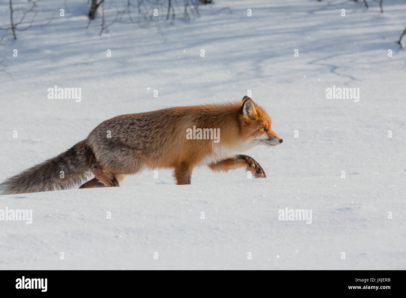 Red fox in frozen country and covered in snow Stock Photo - Alamy