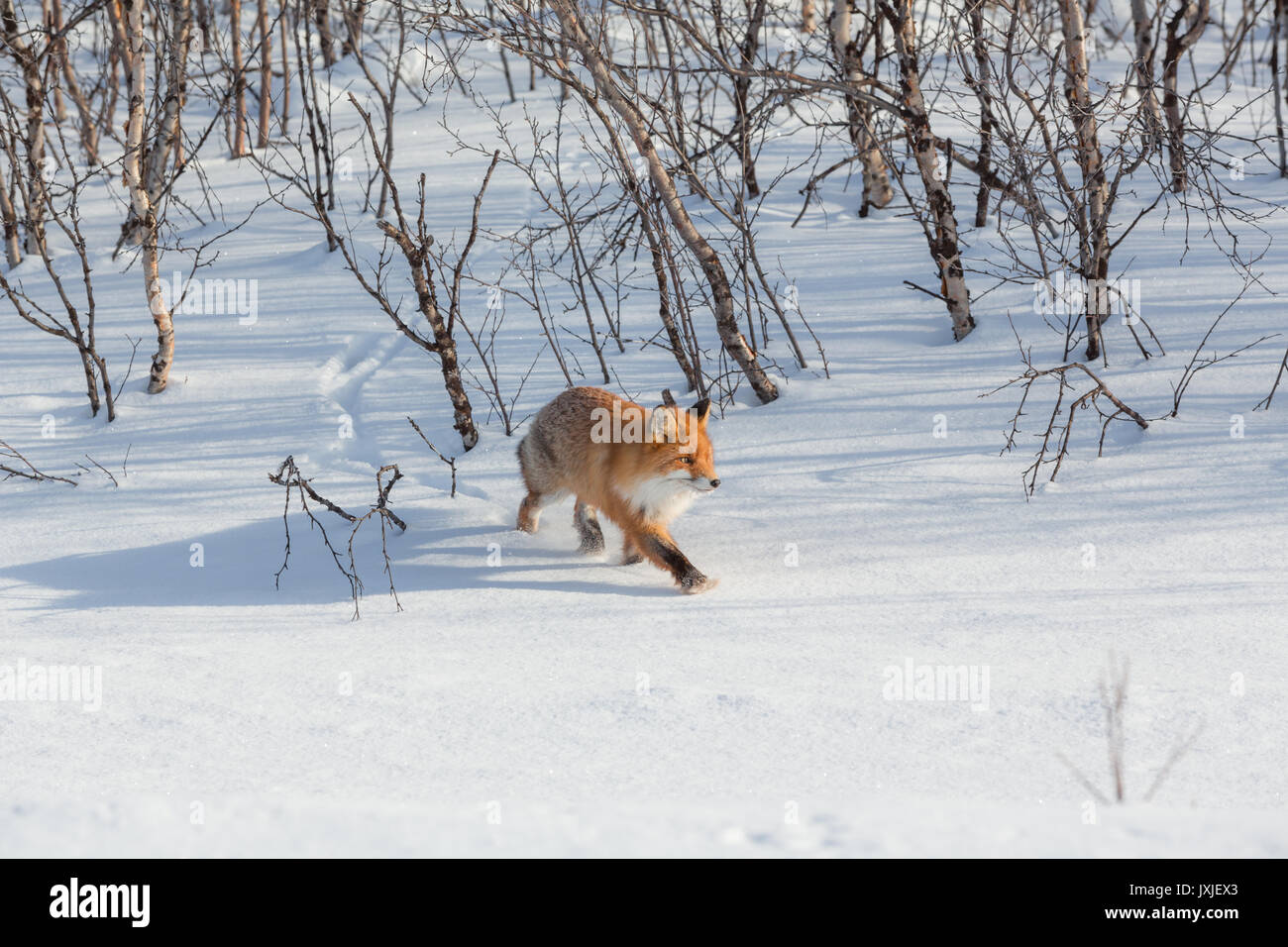 Red fox in frozen country and covered in snow Stock Photo - Alamy