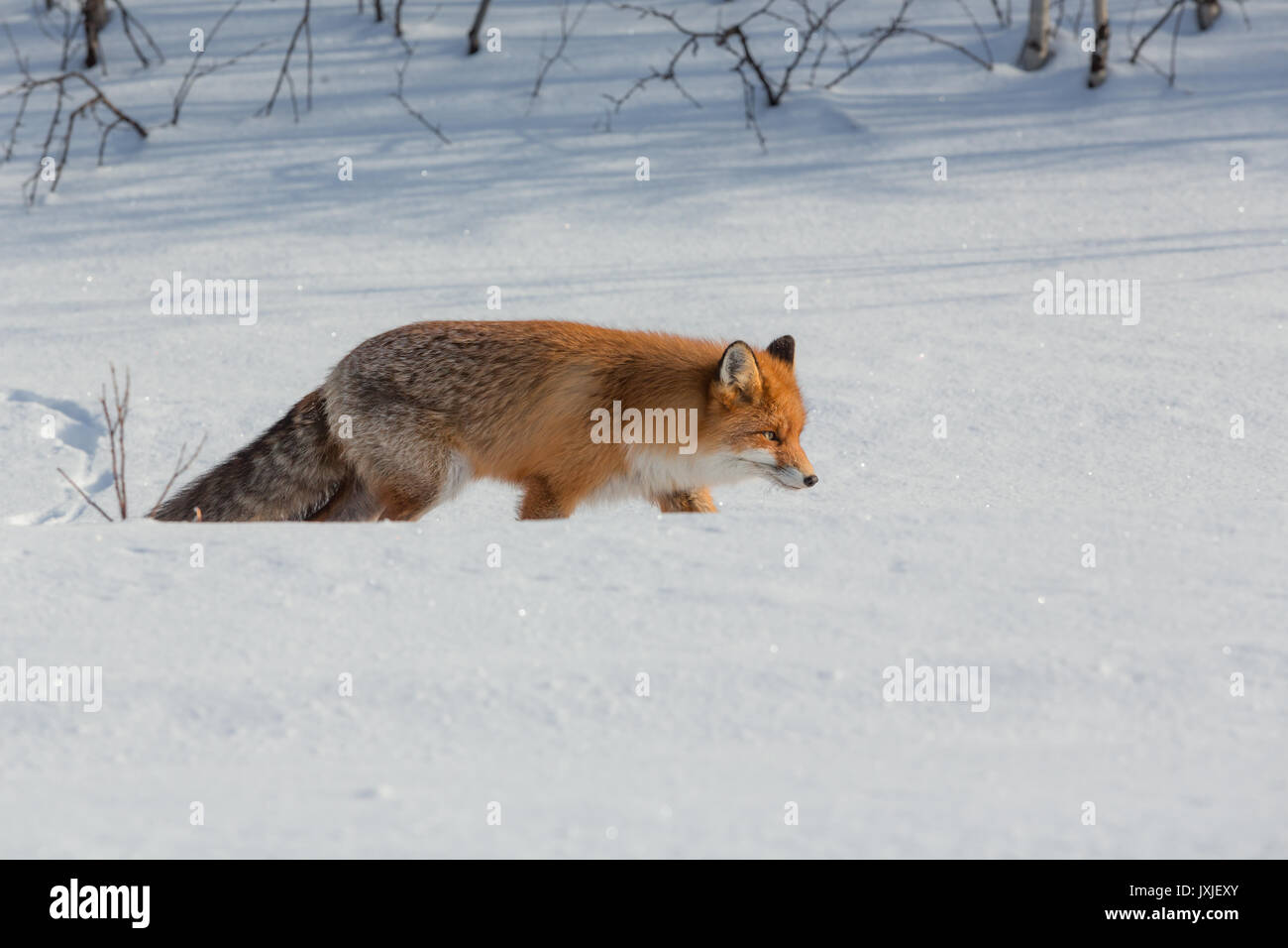 Red fox in frozen country and covered in snow Stock Photo - Alamy