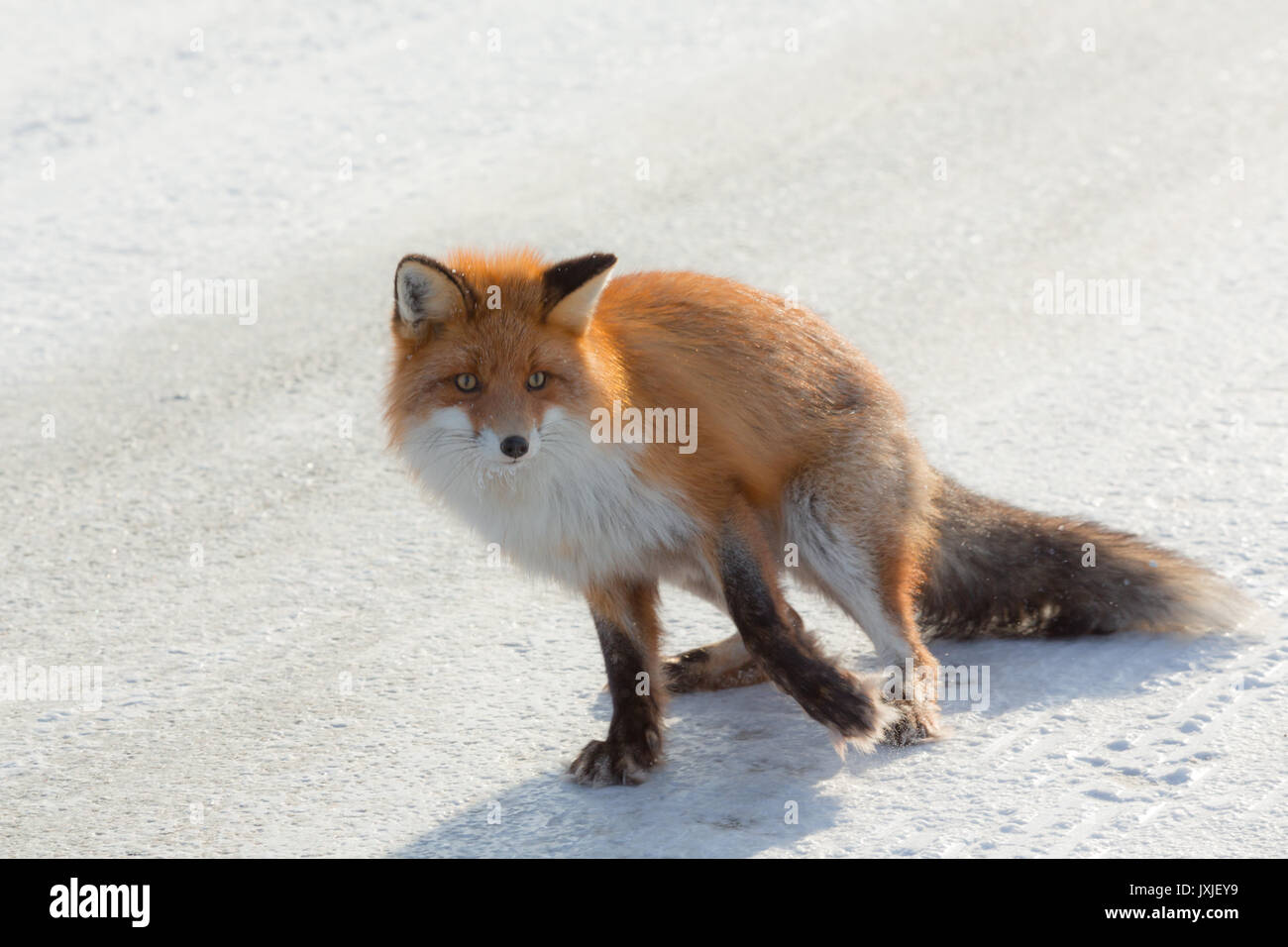 Red fox in frozen country and covered in snow Stock Photo - Alamy