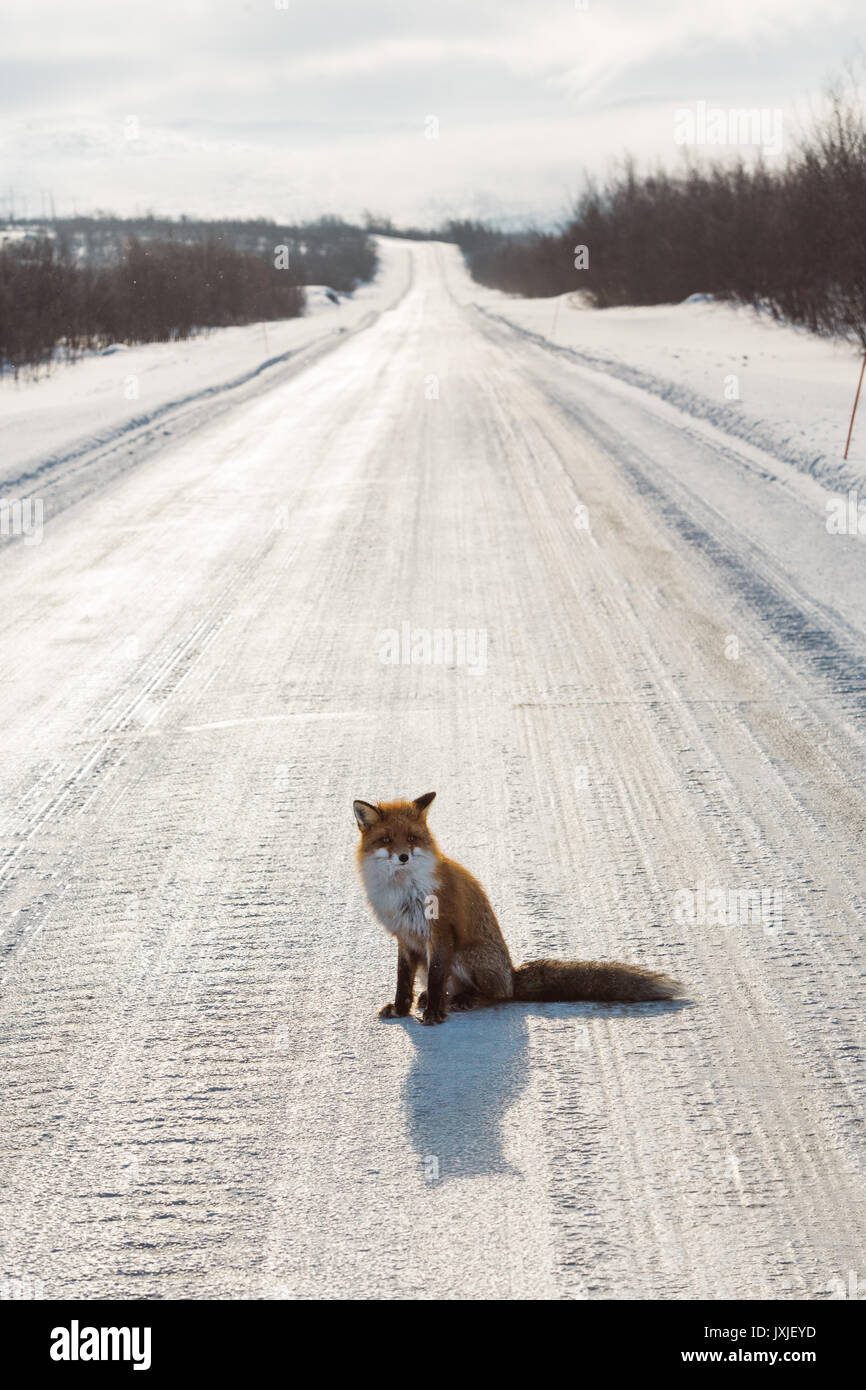 Red fox in frozen country and covered in snow Stock Photo - Alamy