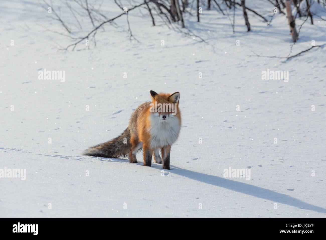 Red fox in frozen country and covered in snow Stock Photo - Alamy