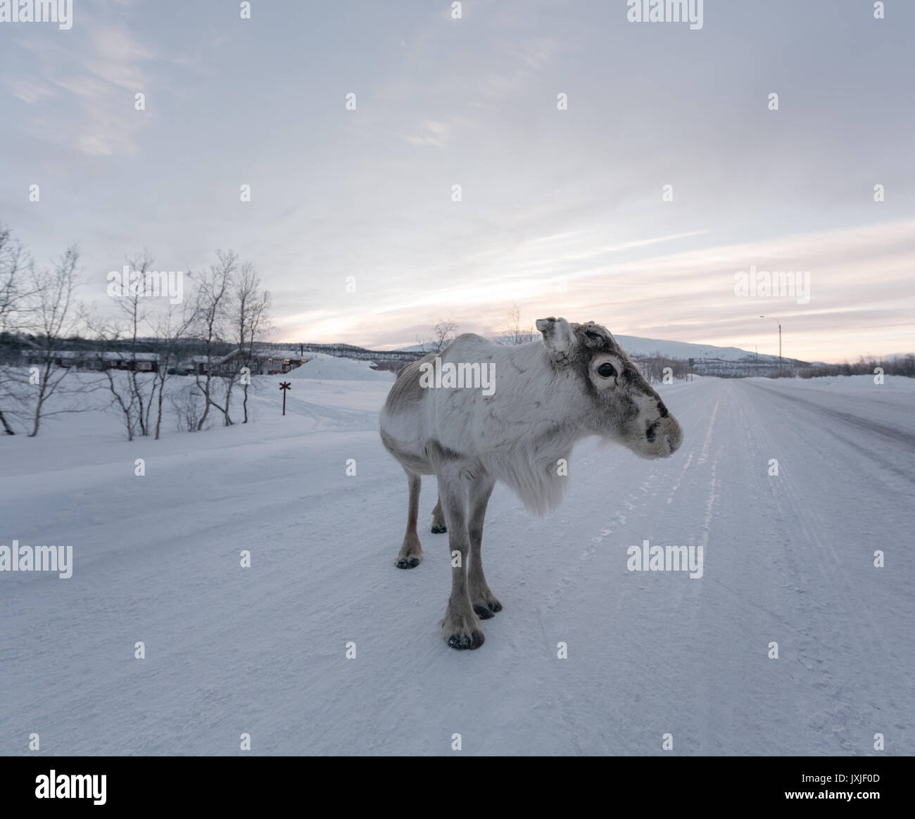 Donkey farm india hi-res stock photography and images - Alamy