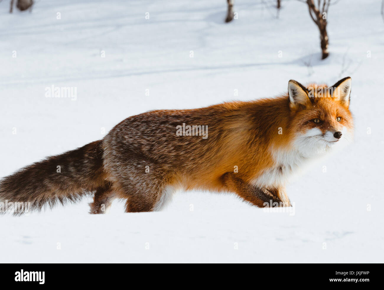 Red fox in frozen country and covered in snow Stock Photo - Alamy