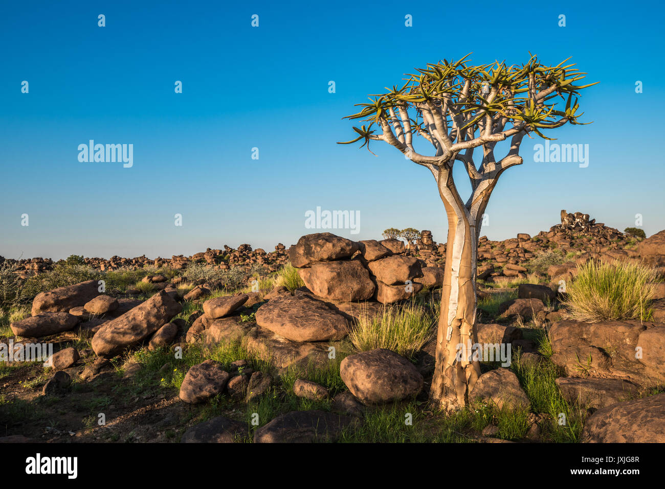 Kokerboom forest keetmanshoop namibia hi-res stock photography and ...