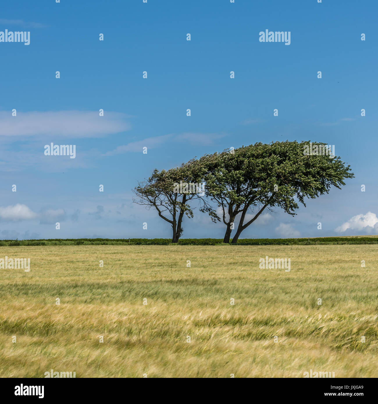 Tree in a green grass field Stock Photo - Alamy
