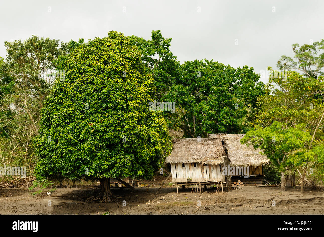 Amazonas landscape. The photo present typical indian tribes , Brazil ...