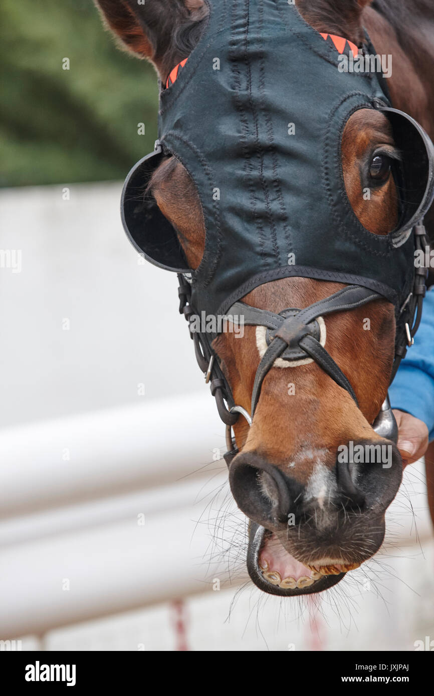 Race horse head ready to run. Paddock area. Vertical Stock Photo - Alamy