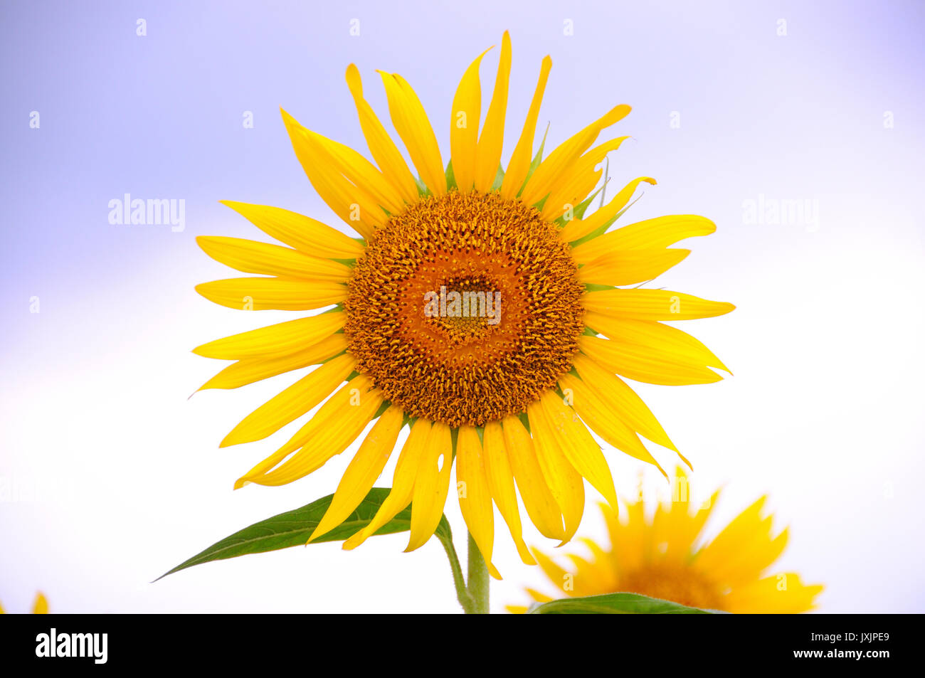 Multiple sunflowers hi-res stock photography and images - Alamy