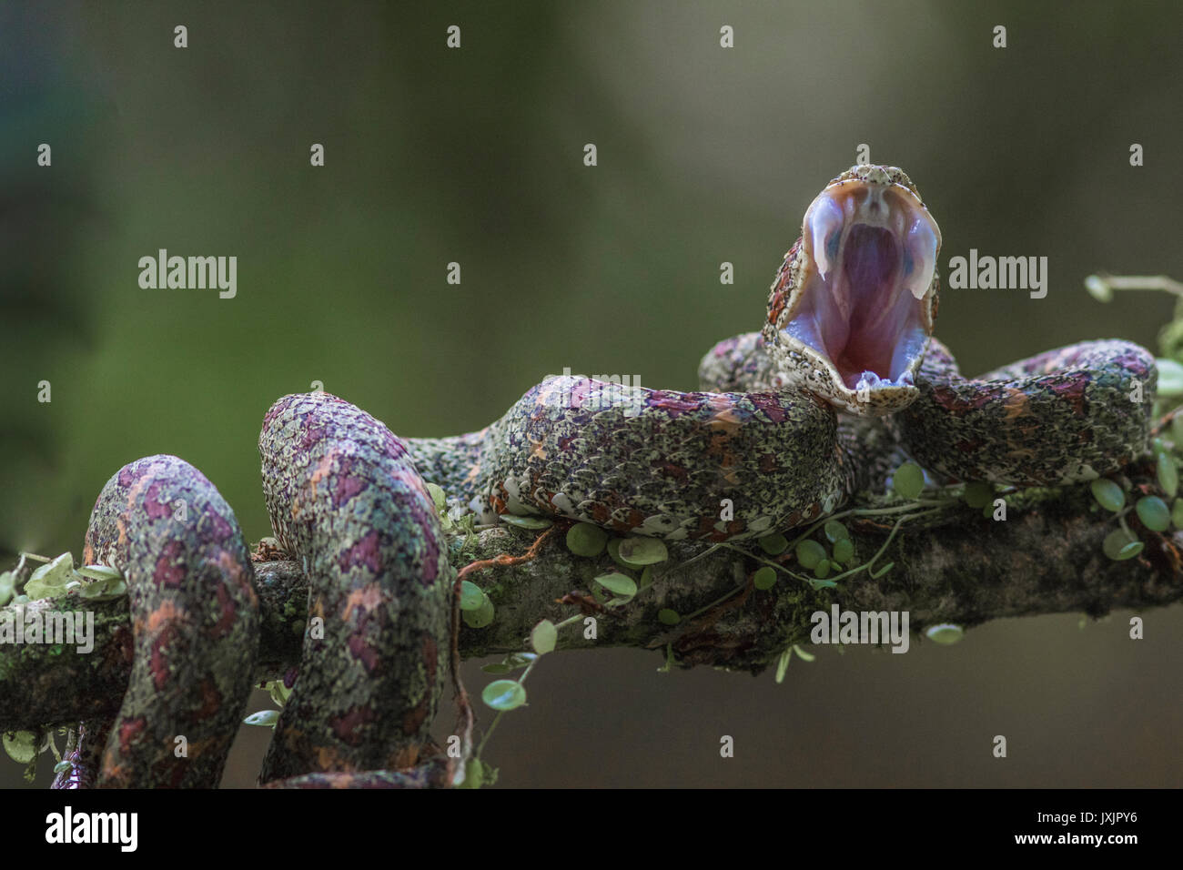 Eyelash viper, Bothriechis schlegelii lying in a tree yawning at Laguna ...