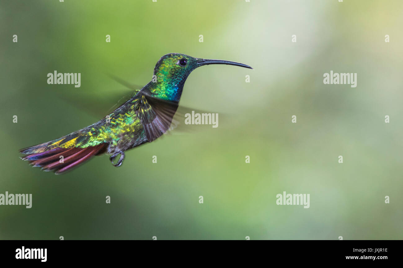 Male Green-breasted mango, Anthracothorax prevostii hovering, Laguna ...