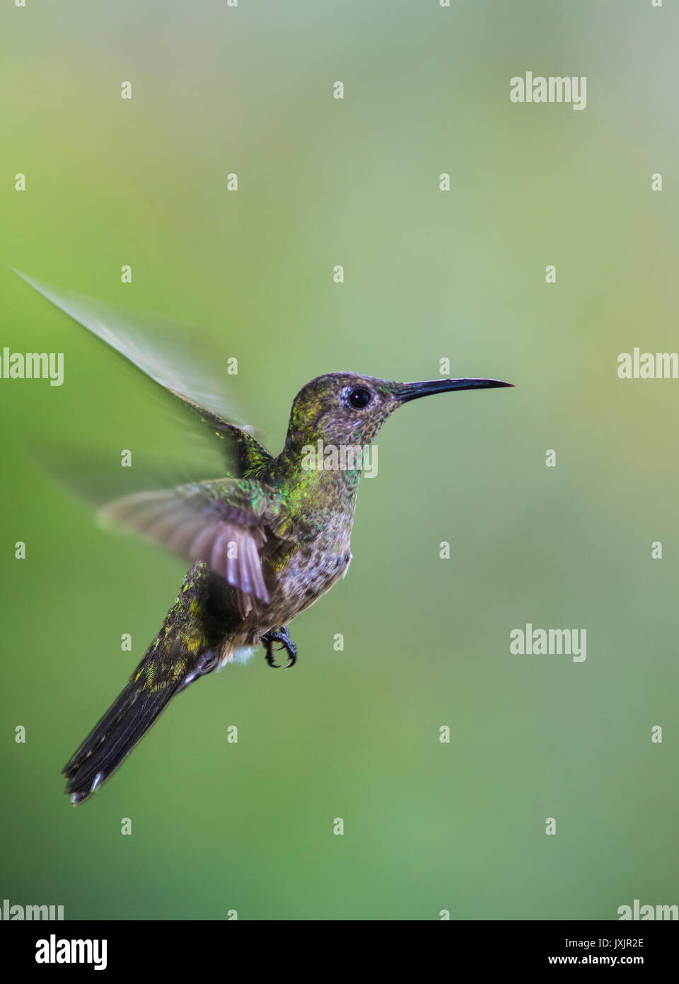 Mango humming bird hi-res stock photography and images - Alamy