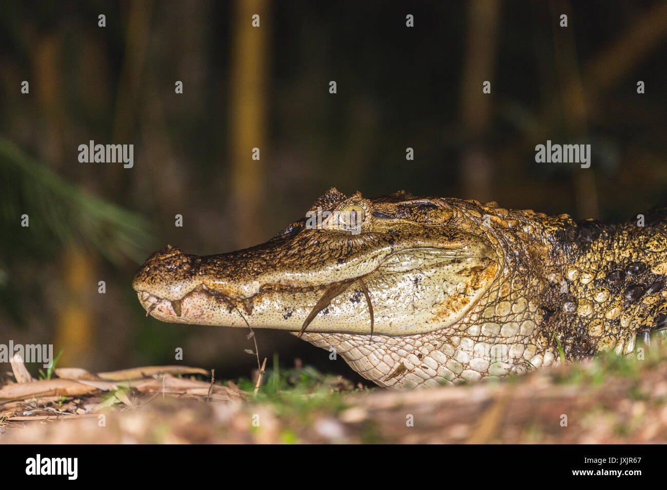 Spectacled caiman, Caiman crocodilus, lying in water at night time ...