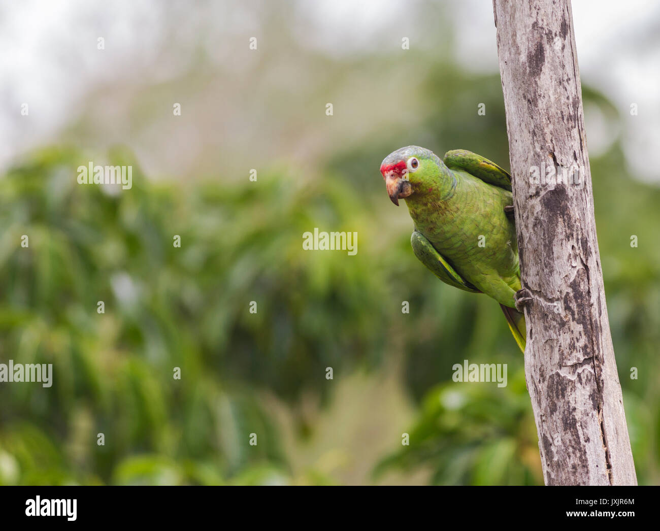 Red Lored Parrot, Amazona autumnalis, sitting on a tree trunk looking ...