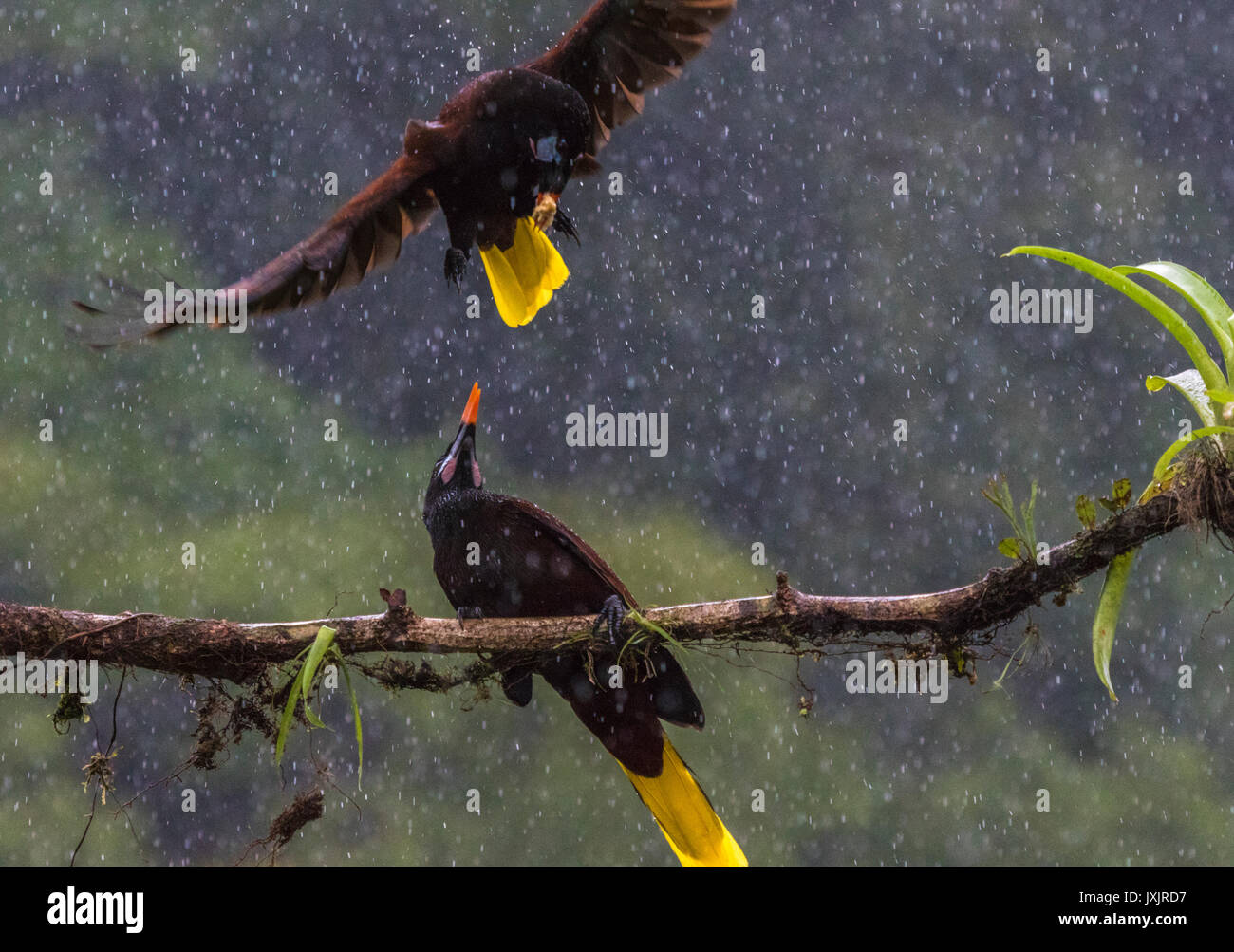 Two Montezuma oropendola, Psarocolius montezuma, one is sitting on a ...