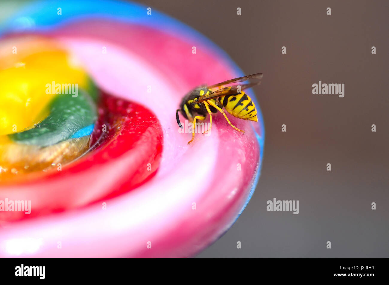 wasp on zweet candy Stock Photo - Alamy