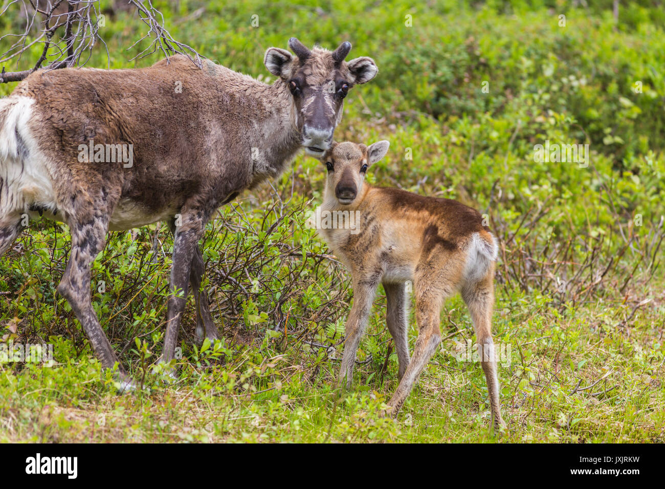 Reindeer cow, Rangifer tarandeus, with her calf, looking in to the ...
