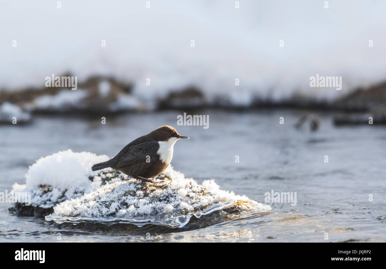 White-throated dipper, Cinclus cinclus sitting on a rock besides open ...