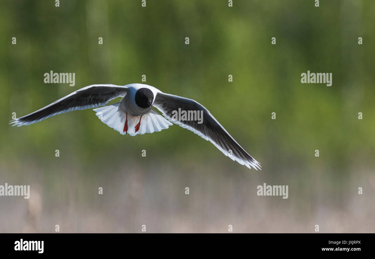 Little gull, Larus minutus flying Norrbotten Sweden Stock Photo - Alamy