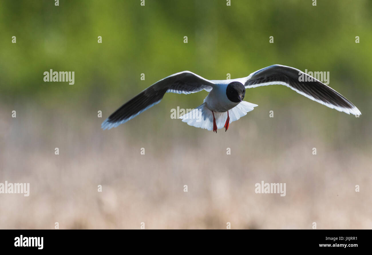 Little gull, Larus minutus flying Norrbotten Sweden Stock Photo - Alamy