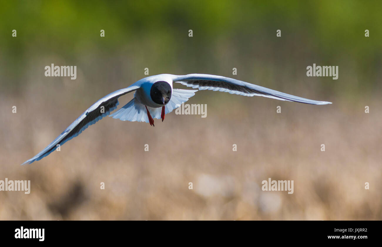 Little gull, Larus minutus flying Norrbotten Sweden Stock Photo - Alamy