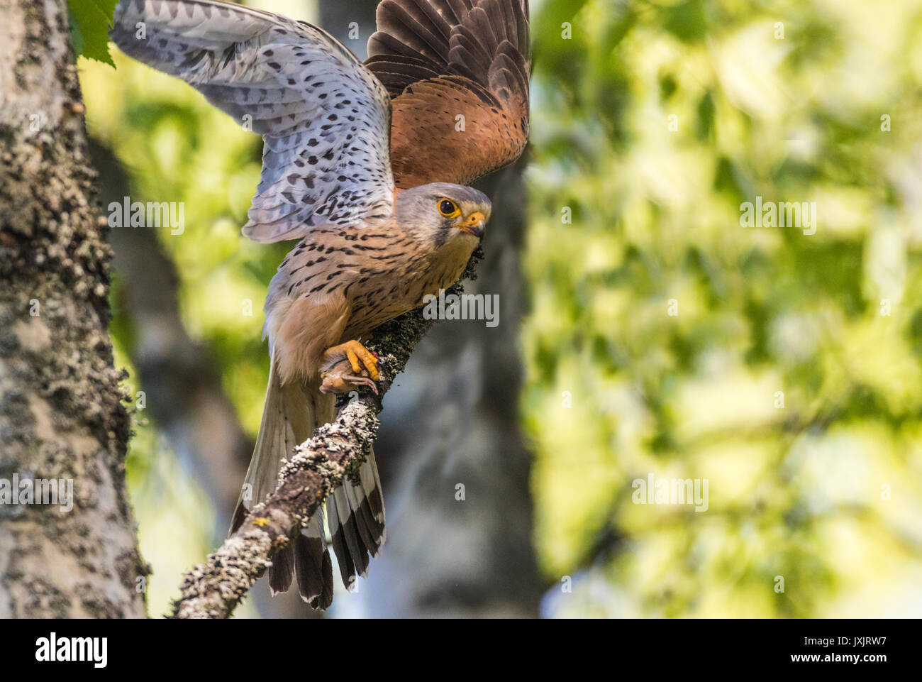 Male Common kestrel, Falco tinnunculus, sitting in a birch tree with a ...