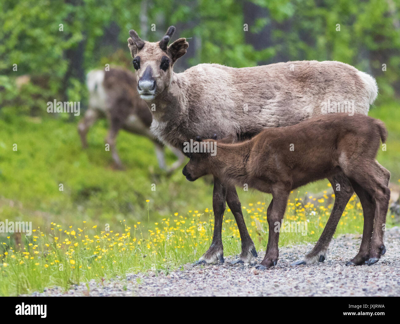 Reindeer cow, Rangifer tarandeus, with her calf, looking in to the ...