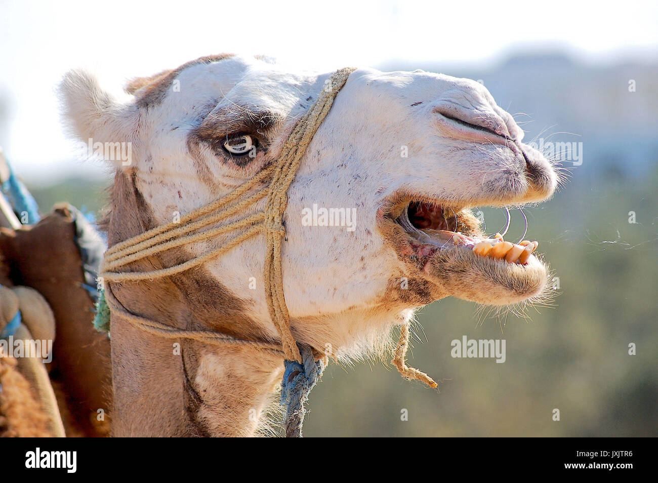 Camelcloseup hi-res stock photography and images - Alamy