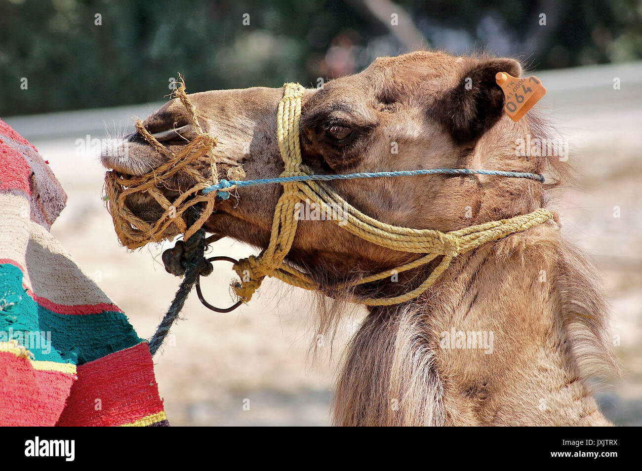 White arabian camel hi-res stock photography and images - Alamy