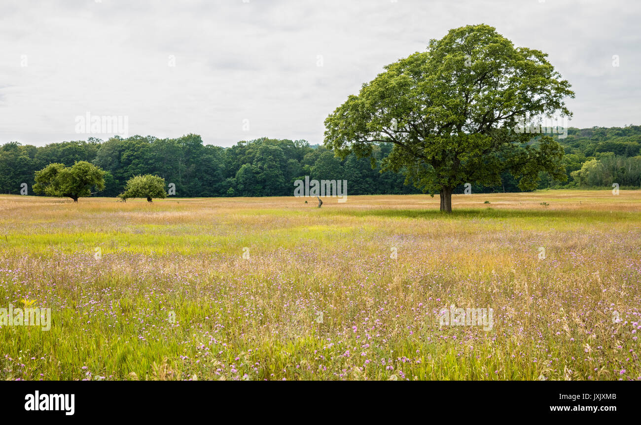 Old indian trail hi-res stock photography and images - Alamy