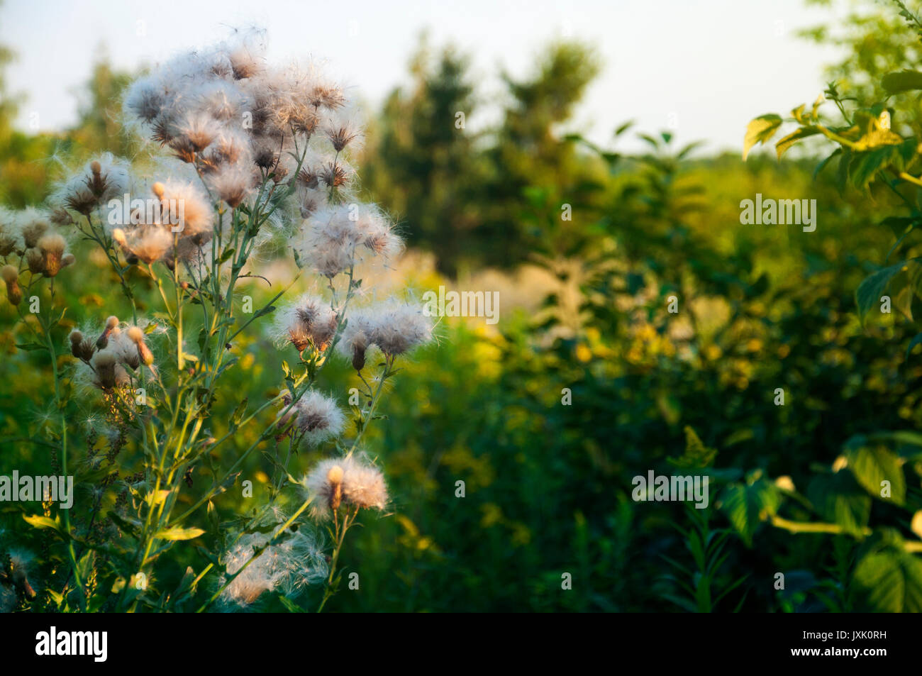 anemophilous plant on the meadow in Poland wit bokeh Stock Photo - Alamy