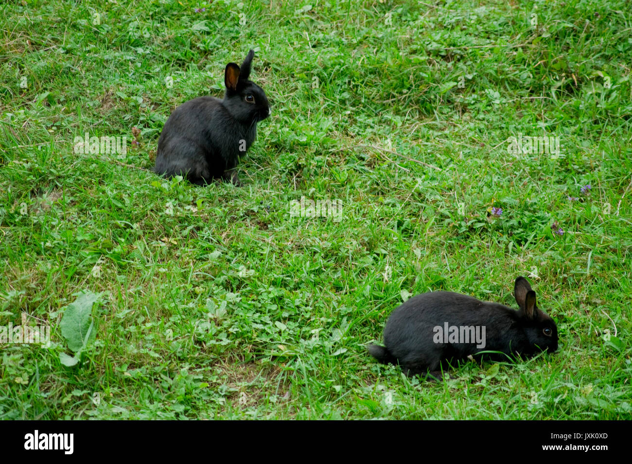 Black rabbits hi-res stock photography and images - Alamy