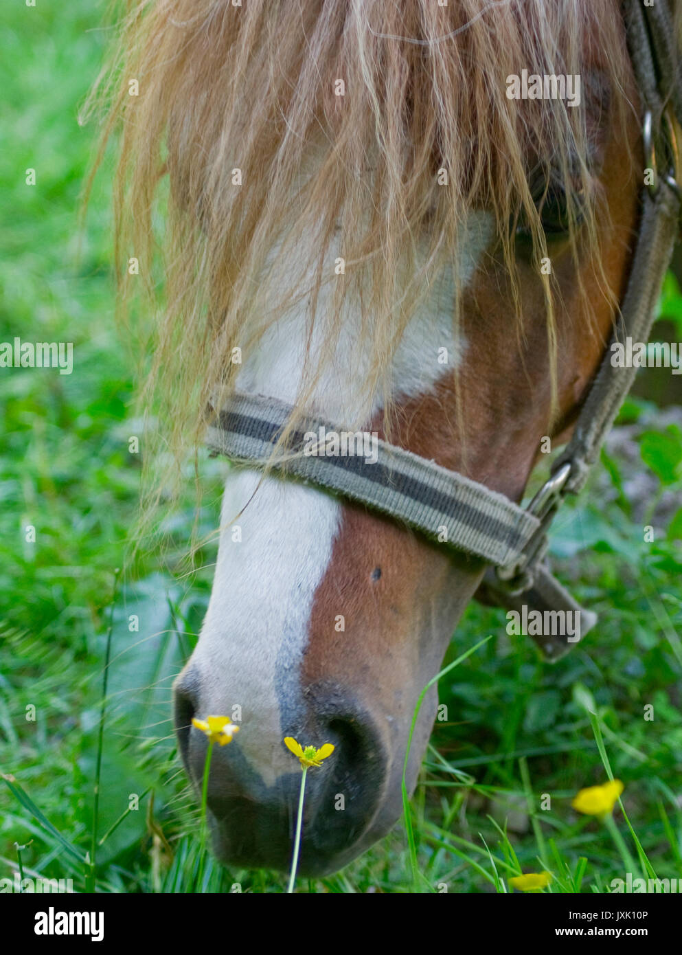 Yellow flowers and horse hi-res stock photography and images - Alamy