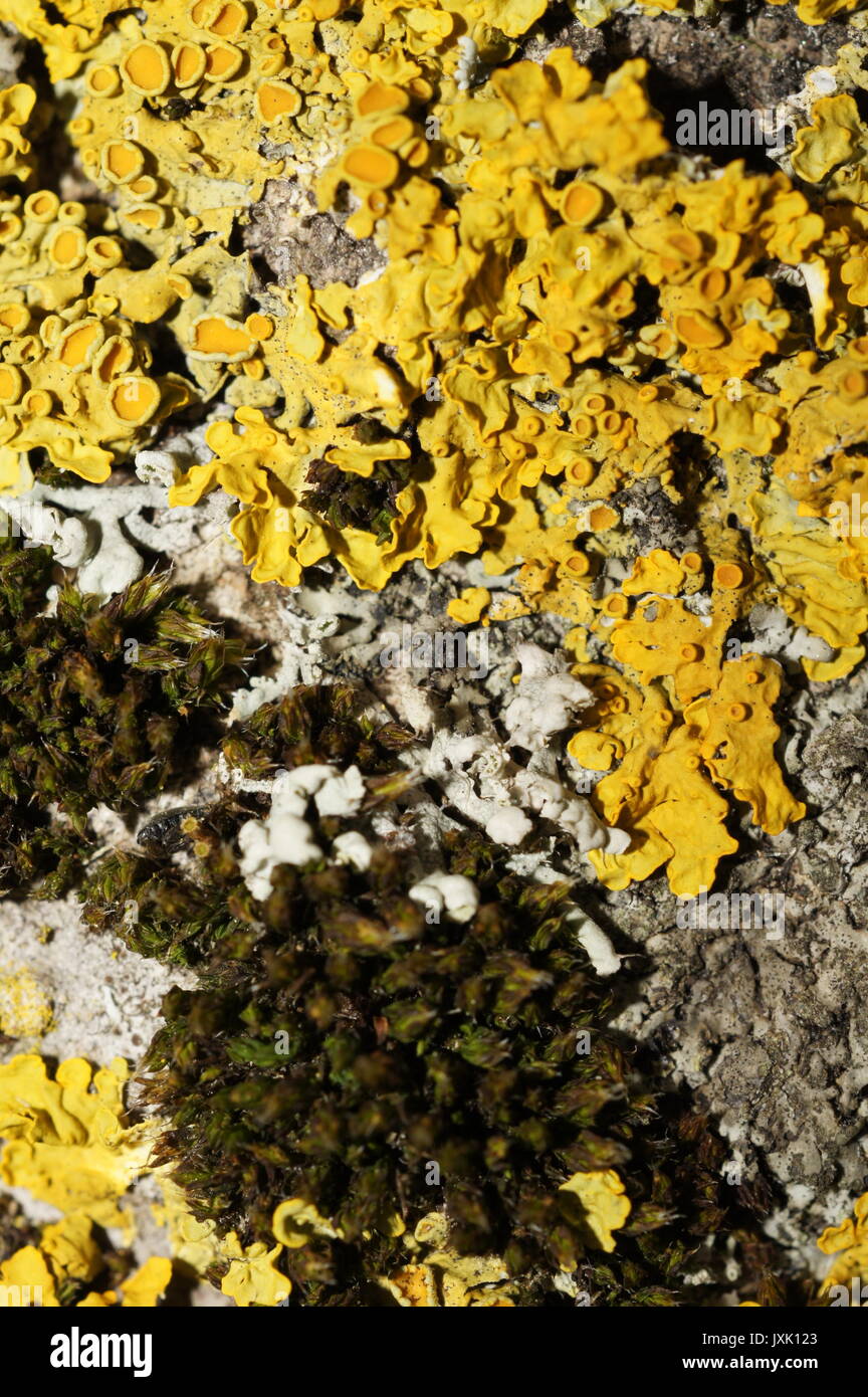 Moss detail hi-res stock photography and images - Alamy