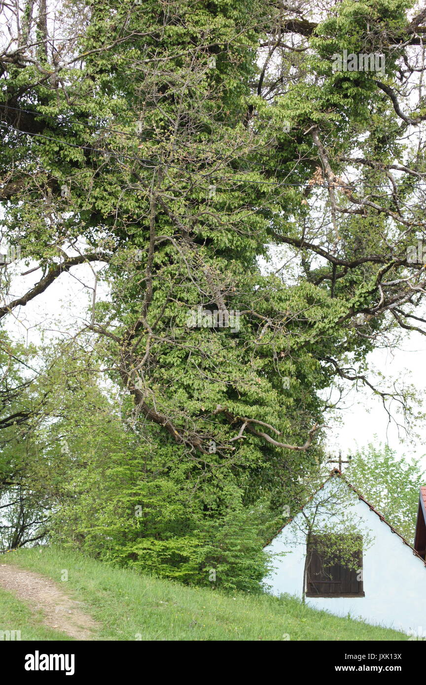 Old oak tree Stock Photo - Alamy