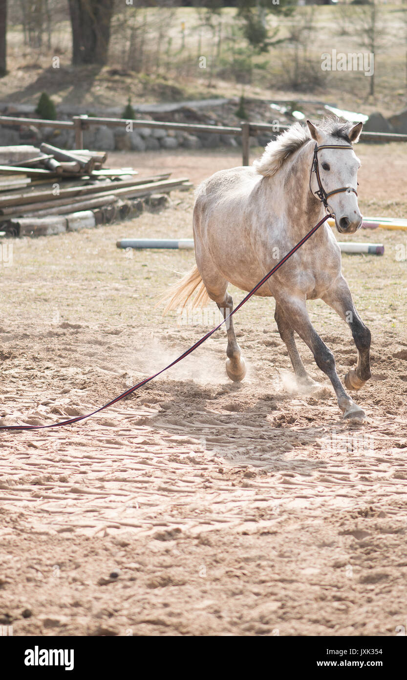 White with grey horse running in the stable Stock Photo - Alamy