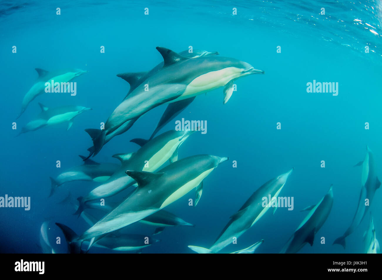 Common dolphins working as a team to round up sardines into a bait ball ...