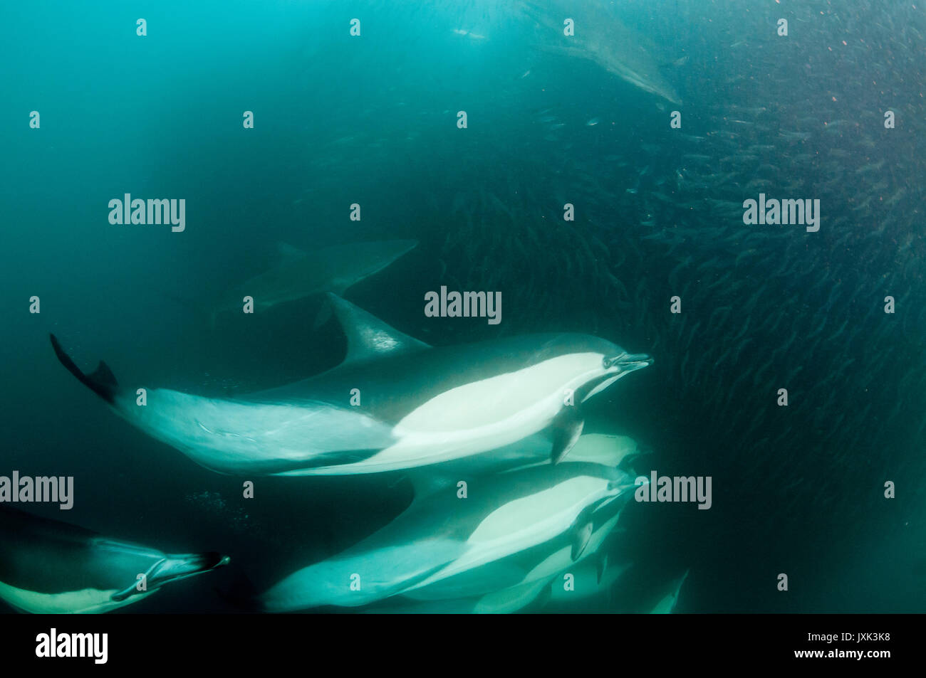 Common dolphins working as a team to round up sardines into a bait ball ...