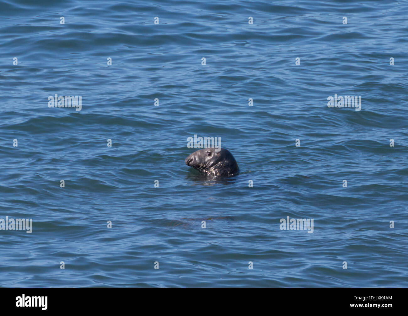 Around Lizard Point and Polpeor Cove, The Most Southerly Point of ...