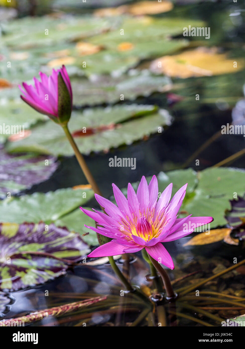 Nymphaeaceae is a family of flowering plants. Members of this family ...