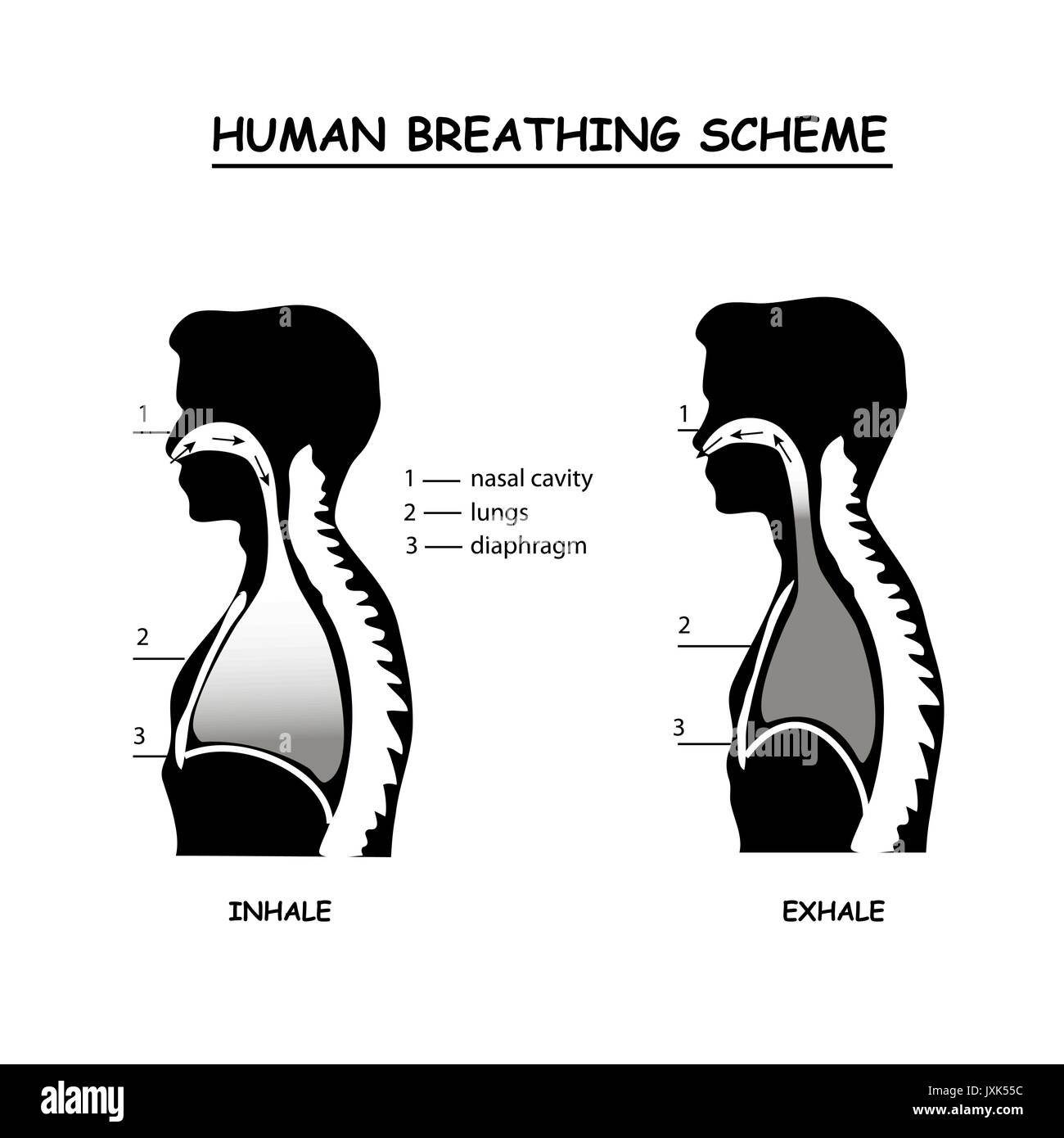 Human breathing scheme info graphic in monochrome Stock Vector Image ...