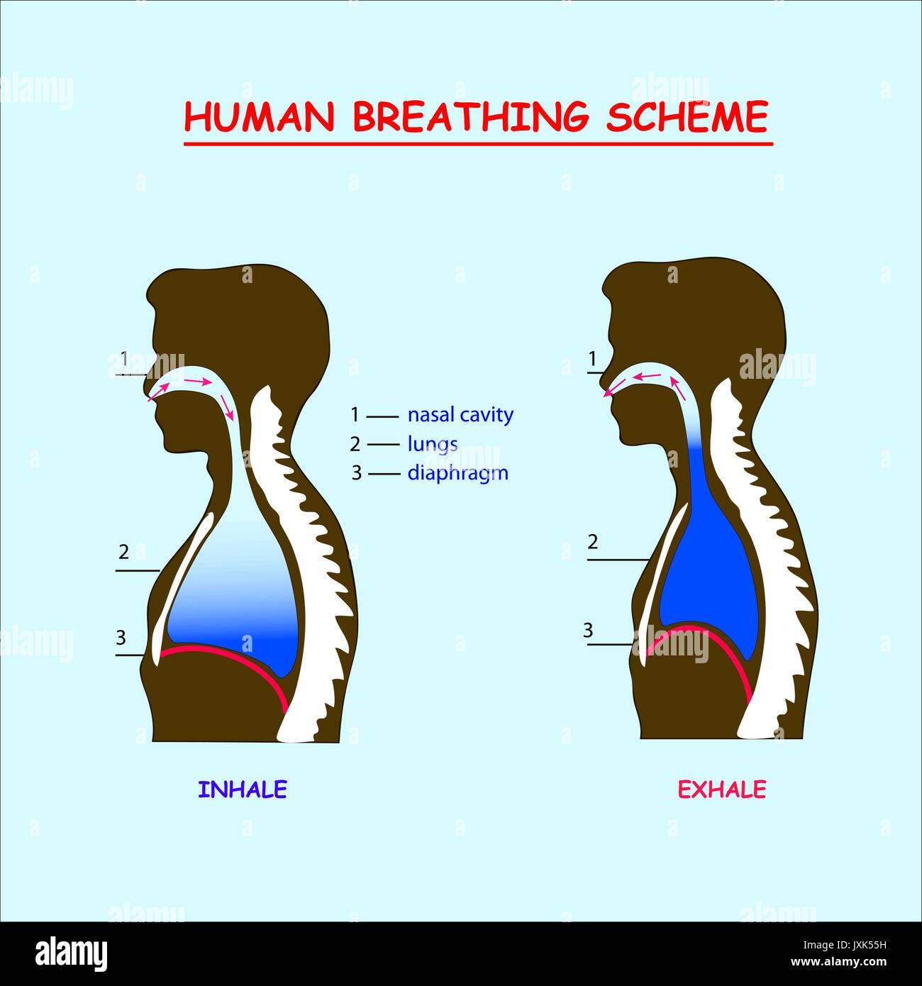 Dark Human breathing scheme info graphic in black Stock Vector Image ...