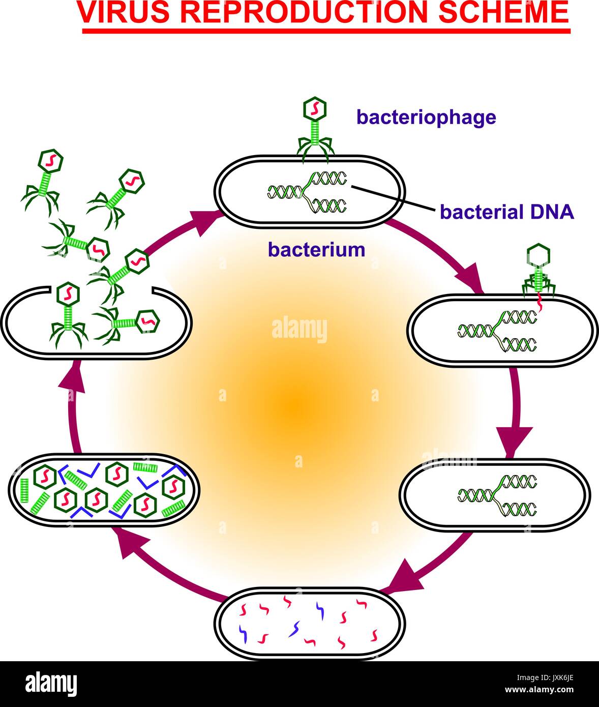 virus reproduction scheme Stock Vector Image & Art - Alamy