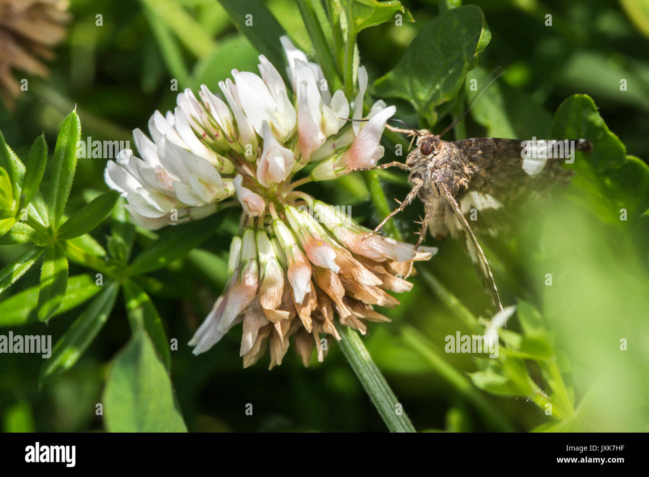 Four moths hi-res stock photography and images - Alamy