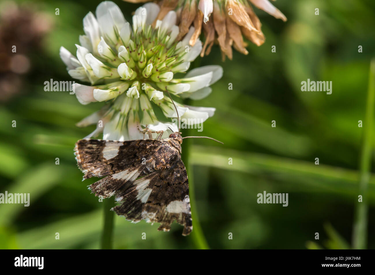 A four-spotted moth on white clover Stock Photo - Alamy