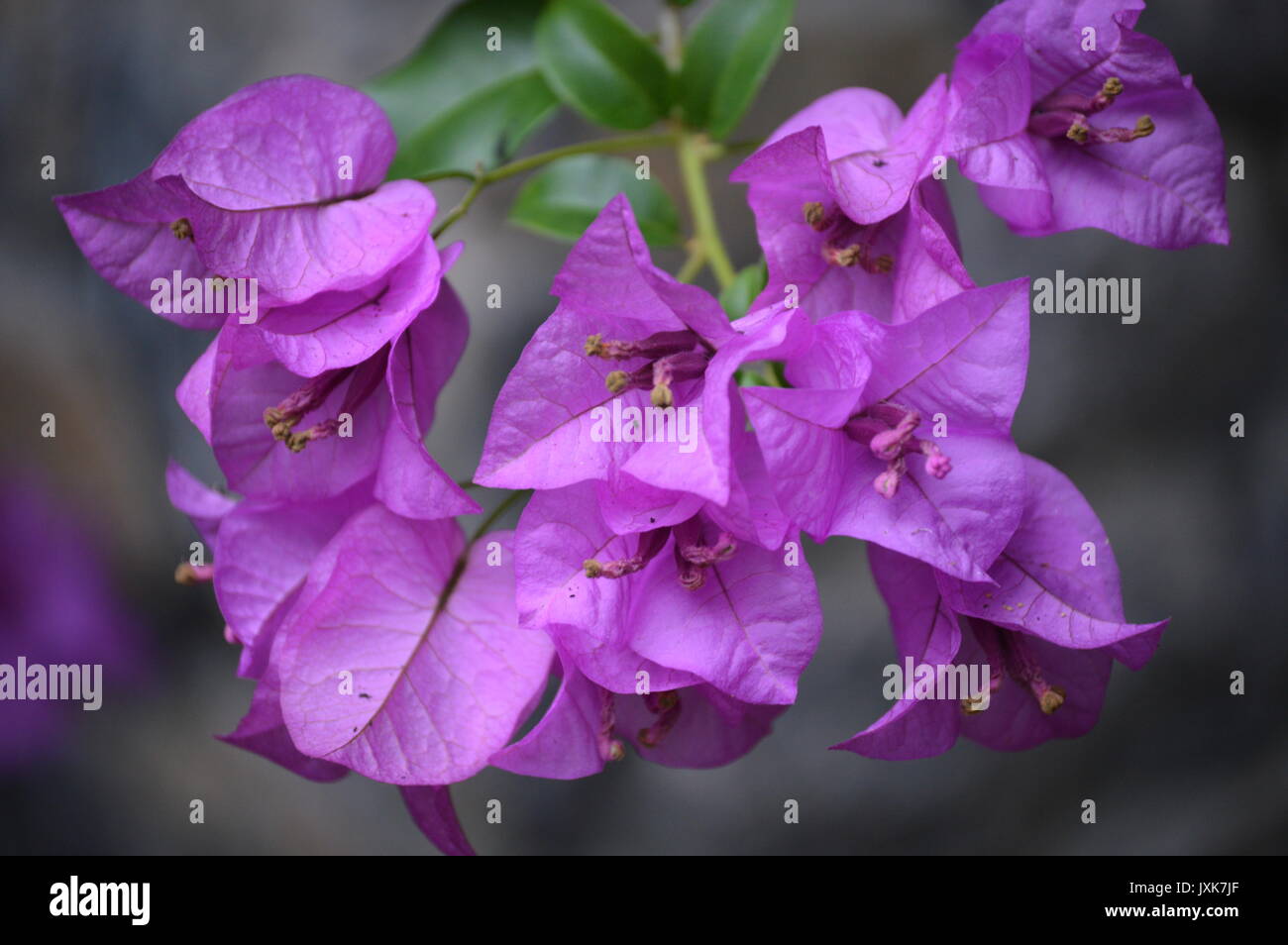 Purple bunched flowers in bloom Stock Photo - Alamy
