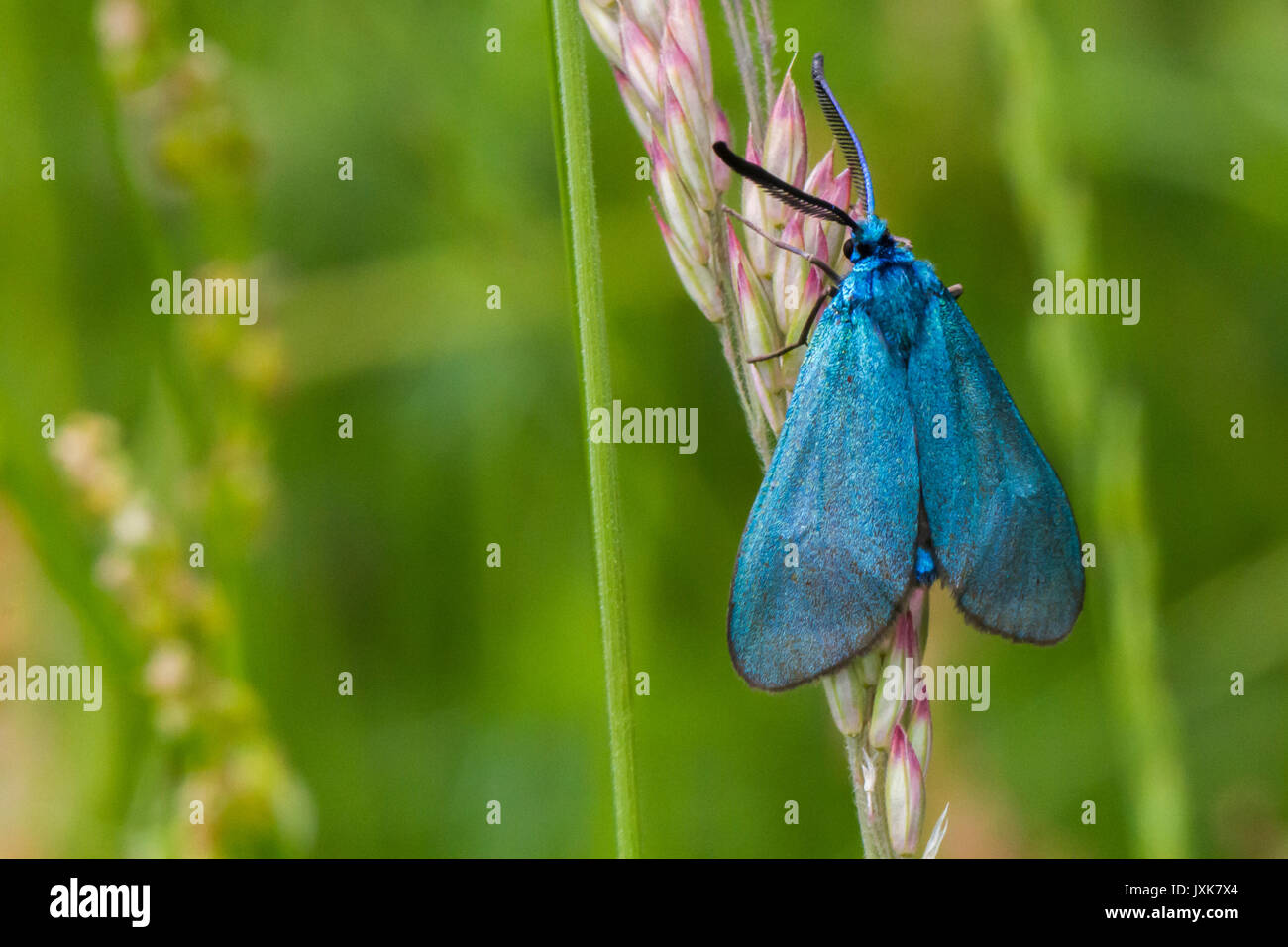 A green forester is sitting on his host plant Stock Photo - Alamy