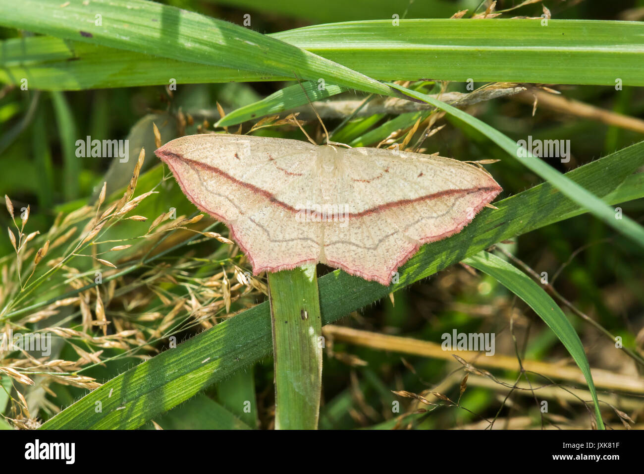 A blood vein moth is sitting on a leaf Stock Photo - Alamy